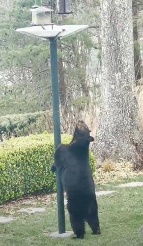 Good 2 Grow: Bear necessities in the garden | Life & Arts ...