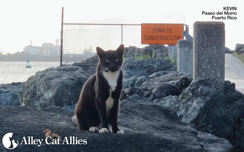 Alley Cat Allies Continues to Protect the Cats of the Paseo del Morro ...