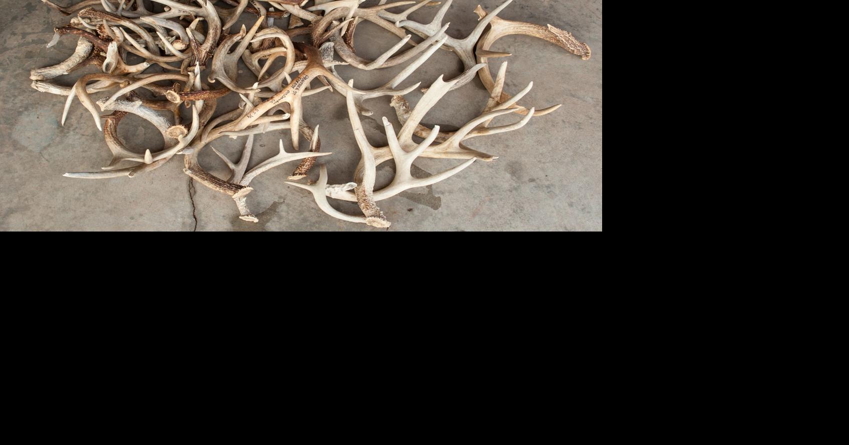 WV DNR bills focus on shed deer-antler collecting, Sunday hunting ...