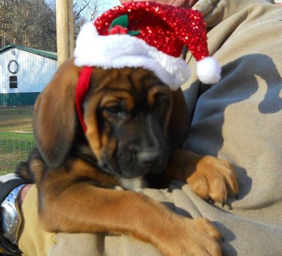 Was it the cornbread? Red House rescue dog has 10-puppy litter | Metro ...