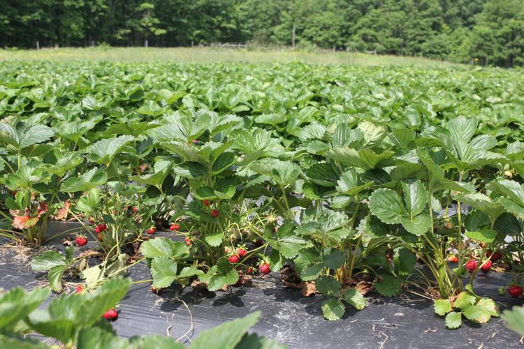 Third-generation WV strawberry farmer still tending to field of dreams ...