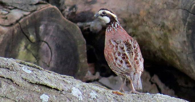 DNR launches statewide restoration program for bobwhite quail | News ...