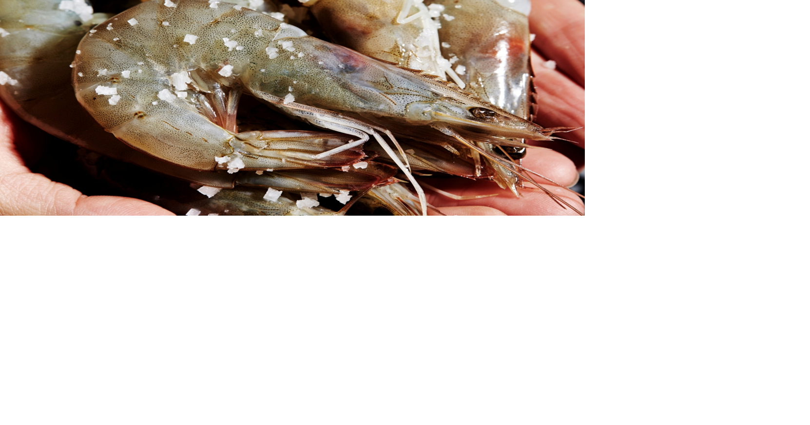 Shrimp to be farmed in Hampshire County | Business | wvgazettemail.com