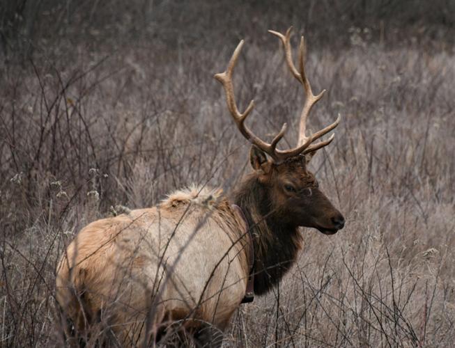 Visitor center, viewing tower planned to better see WV elk | Outdoor ...
