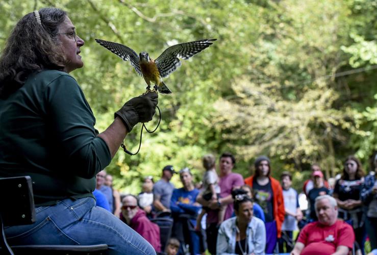 Injured peregrine falcon released at Kanawha State Forest after ...