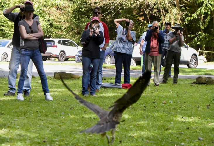 Injured peregrine falcon released at Kanawha State Forest after ...