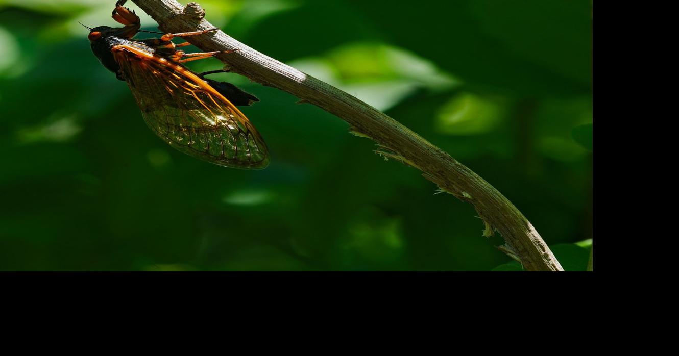 When to expect, how to prepare for Cicada Brood XIV in WV | News | wvgazettemail.com