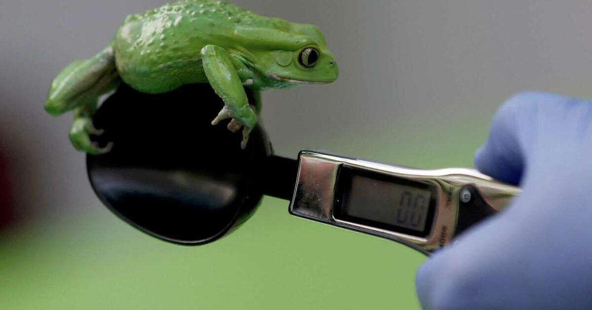 world's ugliest frog