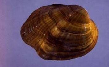Mussel last seen in Kanawha River one of 21 species declared extinct ...