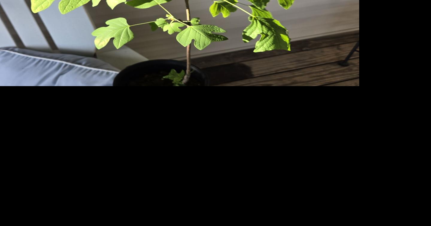 Good 2 Grow: A gift that will grow for a lifetime -- and beyond | Life ...