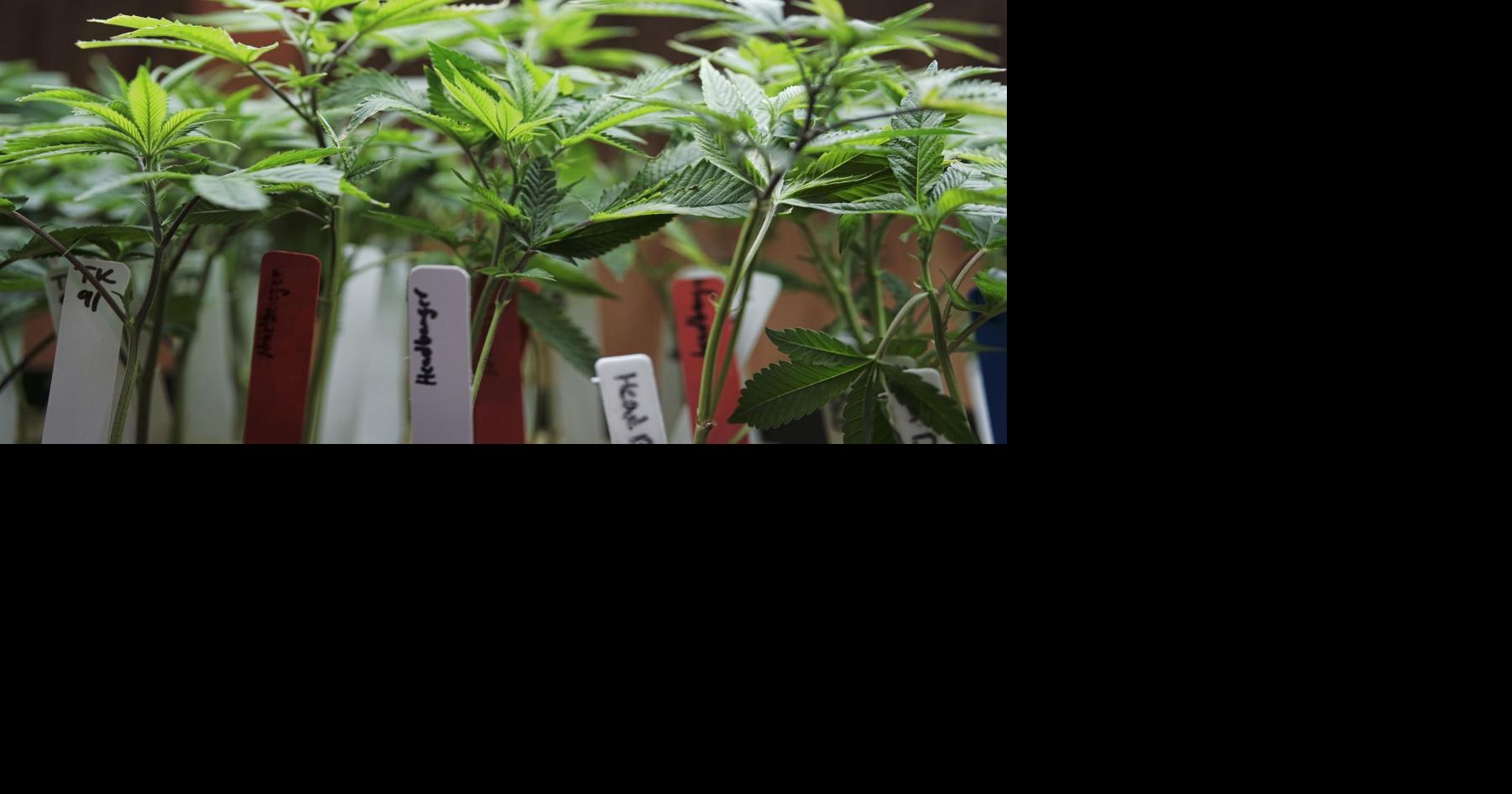 Mikhail Kogan: Insurance coverage needed for medical cannabis (Opinion ...