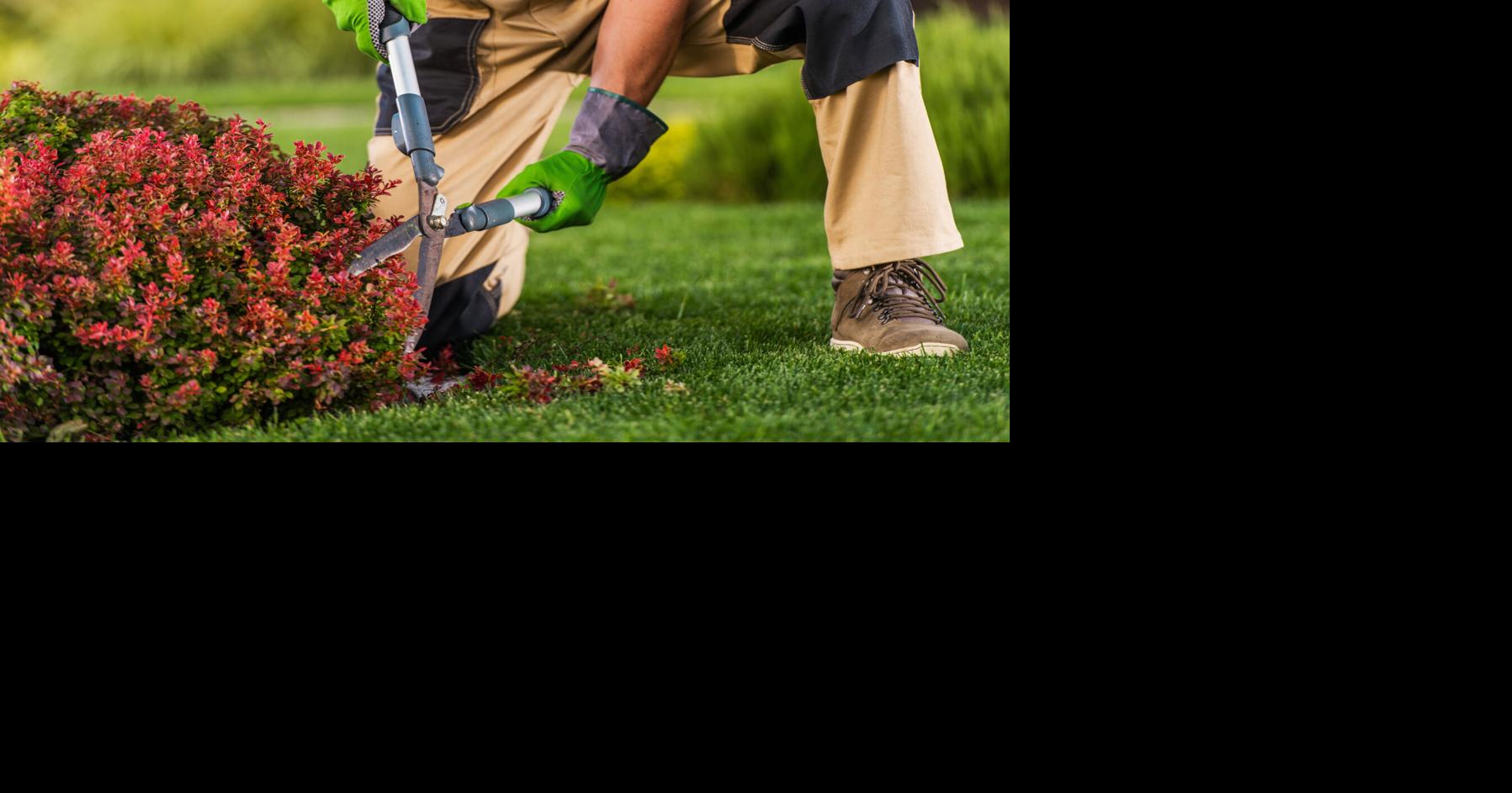 Good 2 Grow: To trim or not to trim -- that is the question | Life ...