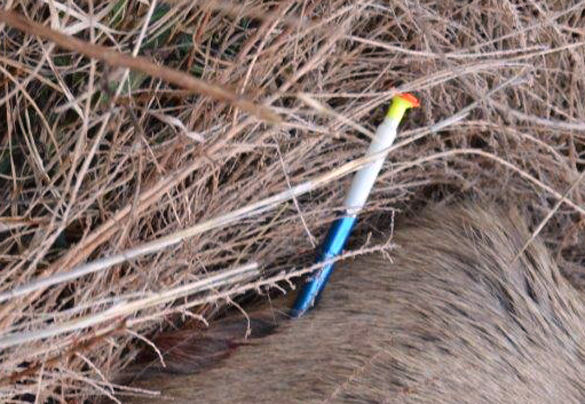 Biologists find it's hard work to keep WV's elk 'online' | Hunting ...