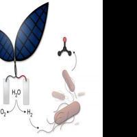 Earthtalk: How bionic leaves could help the planet | | wvgazettemail.com