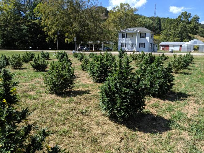 Cashing in on CBD: Hemp farmers apply for permits as new rules go into ...