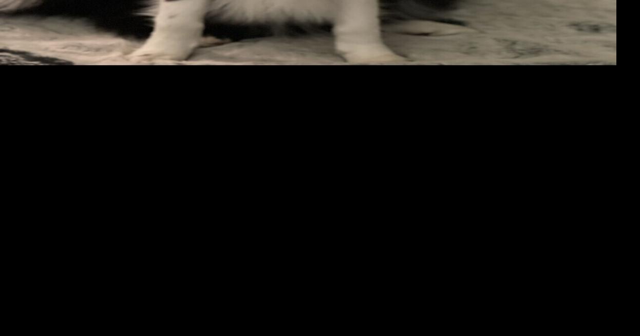 Make it meowy and bright: Share your holiday pet photos | Life & Arts ...