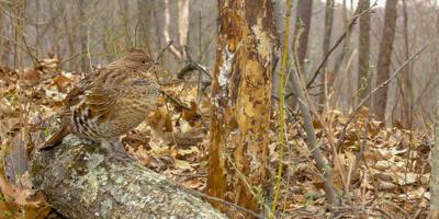 Research links grouse population declines to West Nile virus | Outdoor ...