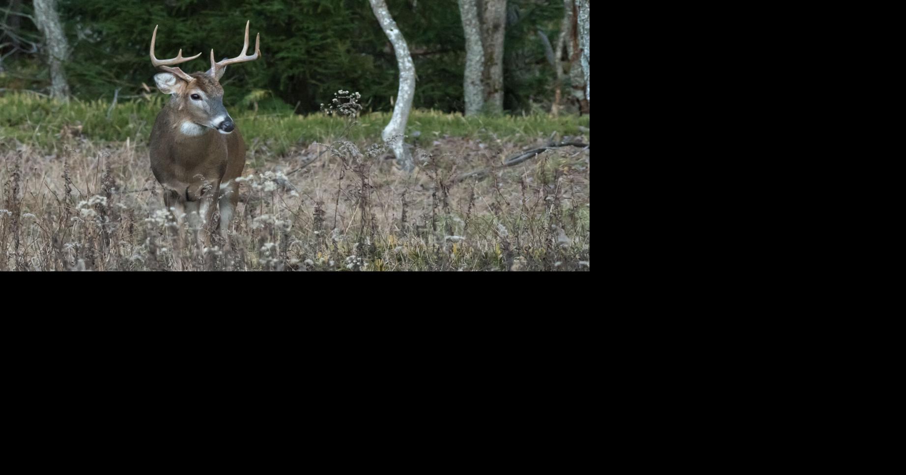 The numbers game: Best WV deer counties, by hunting method | Hunting ...