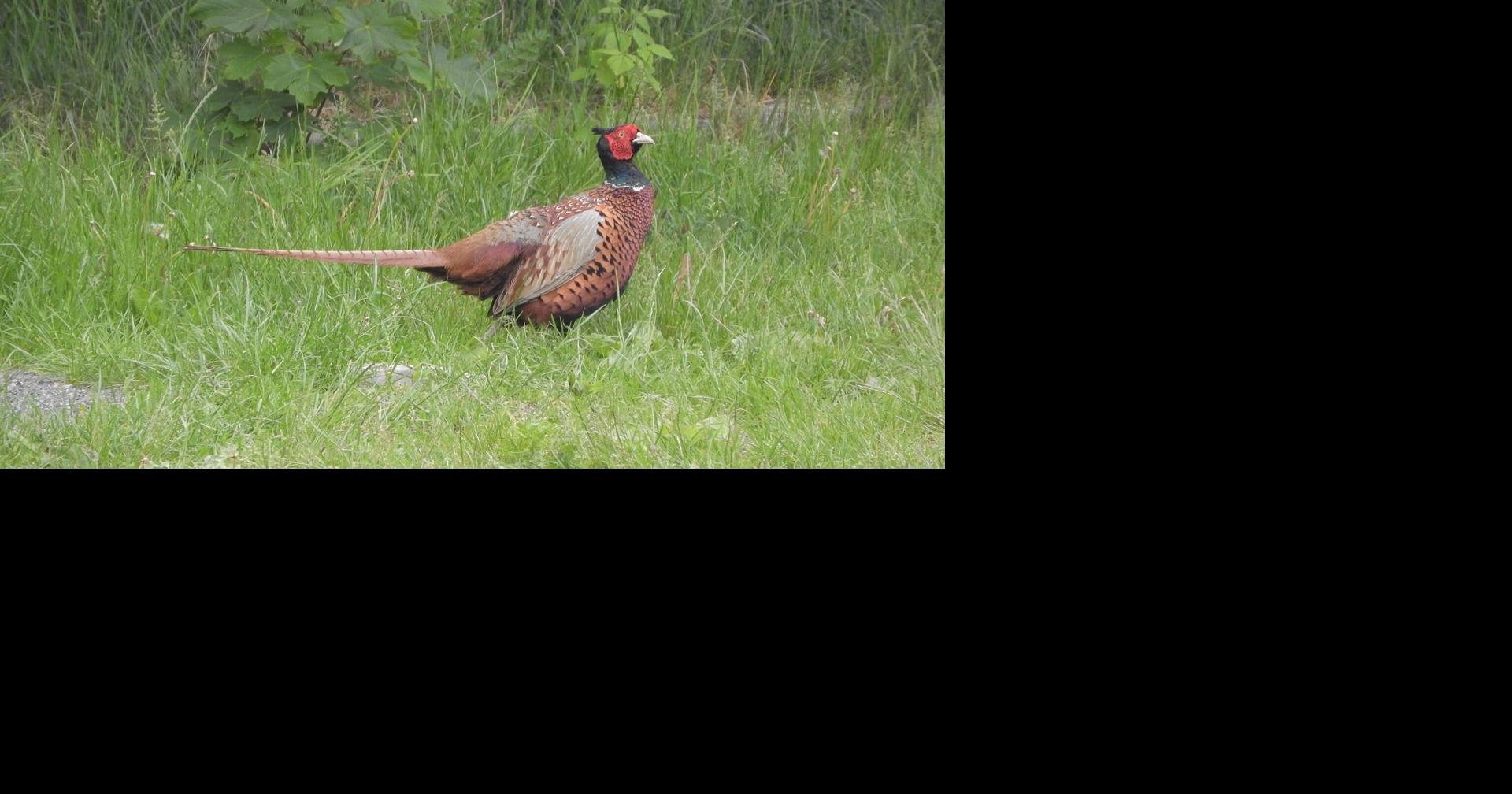 Chris Ellis: Memories of a pleasant pheasant hunt | Outdoor Pursuits ...