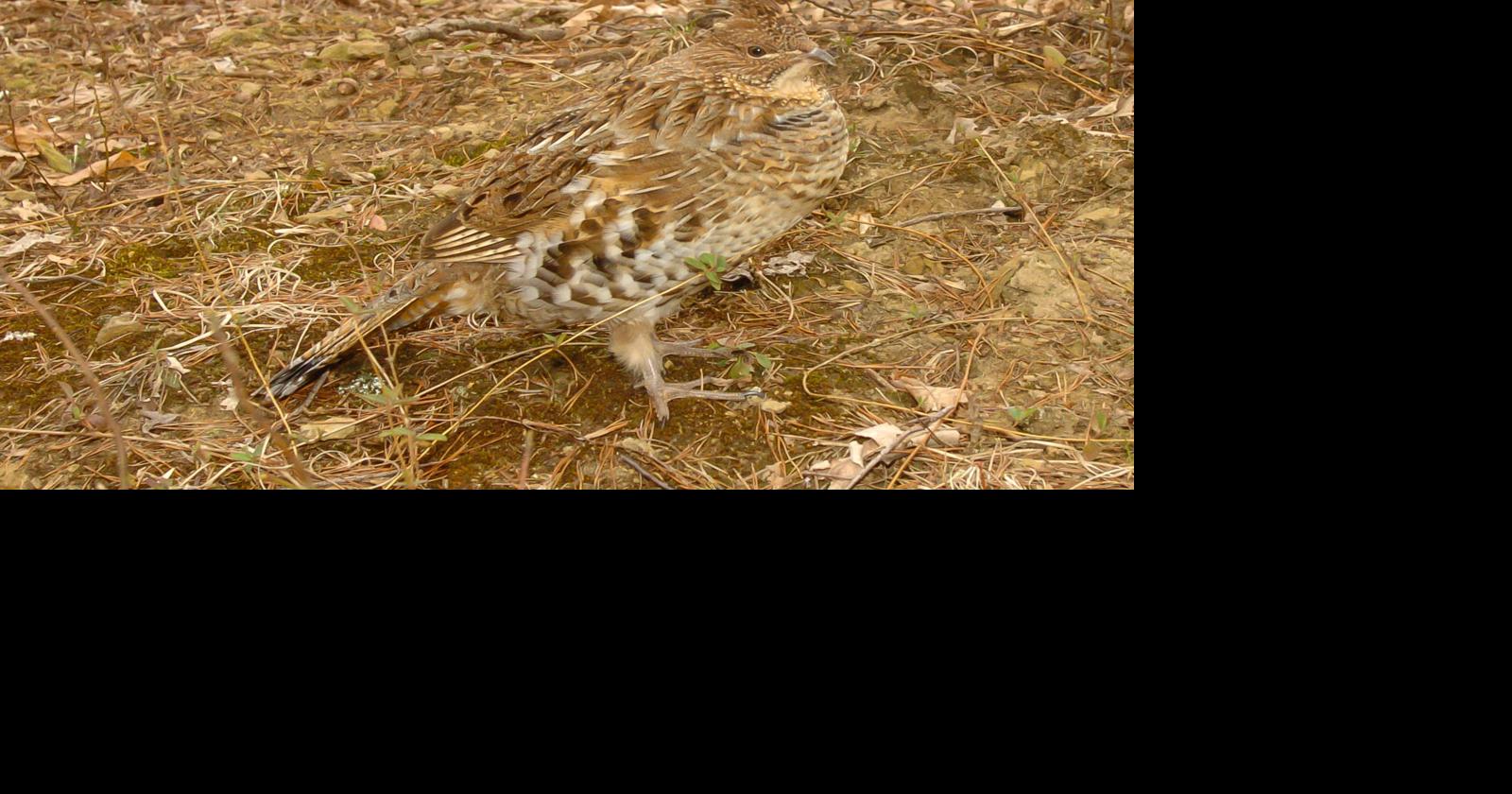 WV grouse outlook poor for 2017; woodcock not as bad | Hunting ...