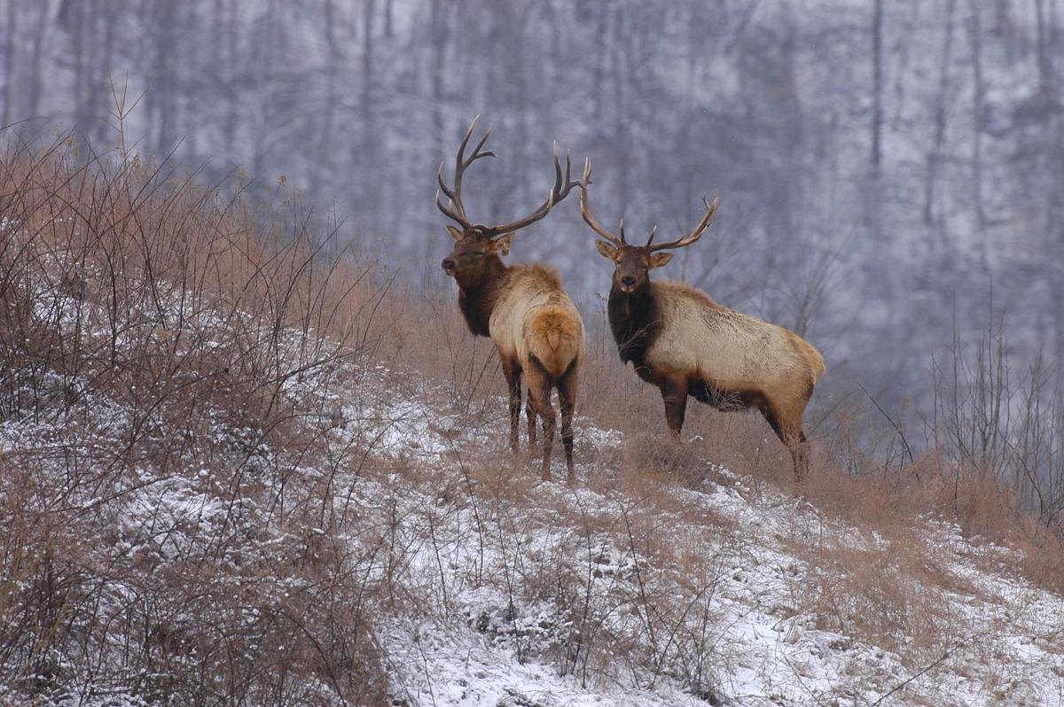Deal secures land for WV elk habitat in Logan, Mingo, Lincoln counties ...