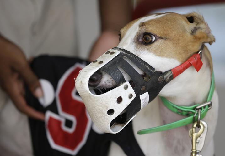 Federal bill would end greyhound racing in West Virginia | Legislative ...
