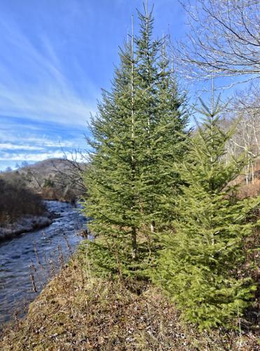 Red spruce restoration effort takes root | Outdoor Pursuits ...