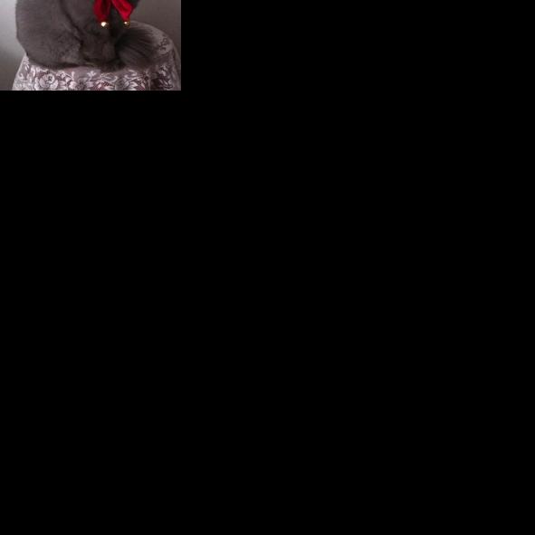 Pet of the Week: Modeling cat turns on the smolder | Life & Arts ...