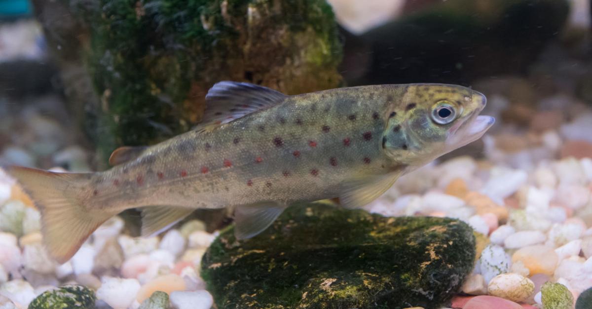 A purple brown trout? Strange as it seems, yes! | Hunting & Fishing ...