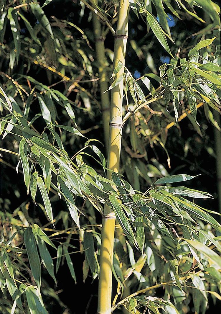Garden Guru: Bamboo farms not a good idea in West Virginia | Life ...