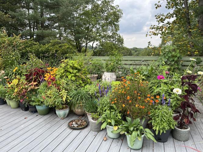 WV Herb Association's Spring Gathering to explore woodland plants ...