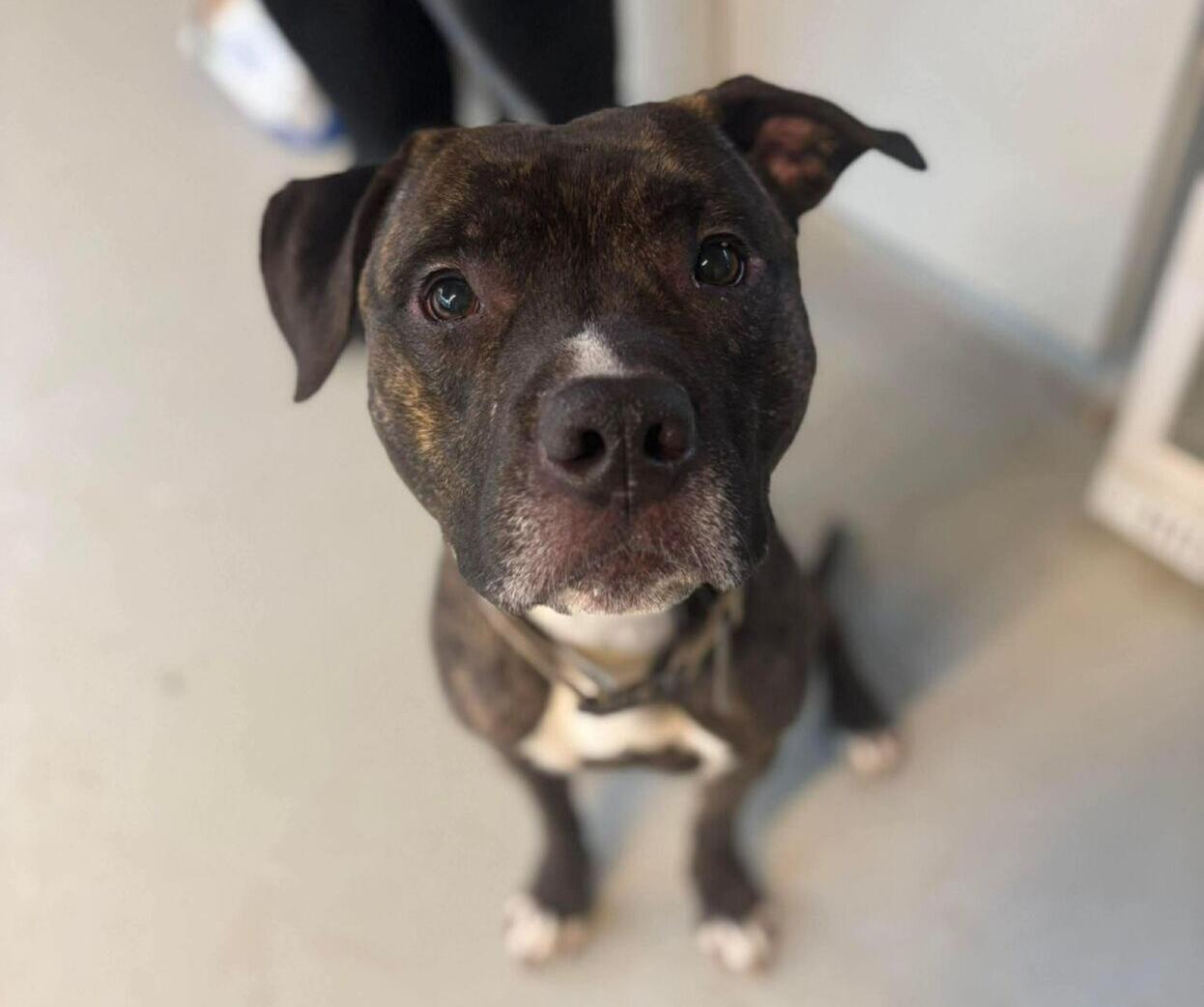 Dog's escape brings Huntington WV animal shelter publicity | News ...