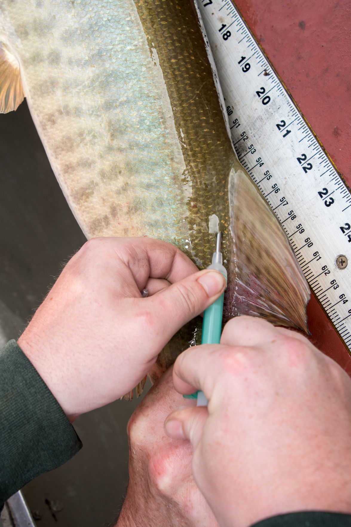 WV DNR studying muskie size, growth at East Lynn Lake | Hunting ...