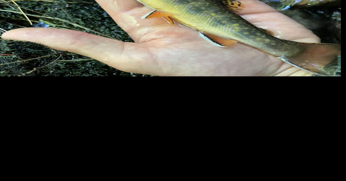 Chris Ellis: Fishing outing good for mind, body, soul | Outdoor ...