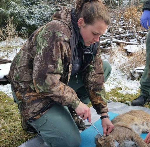 GPS study should yield info on bobcats' home ranges, researchers say ...