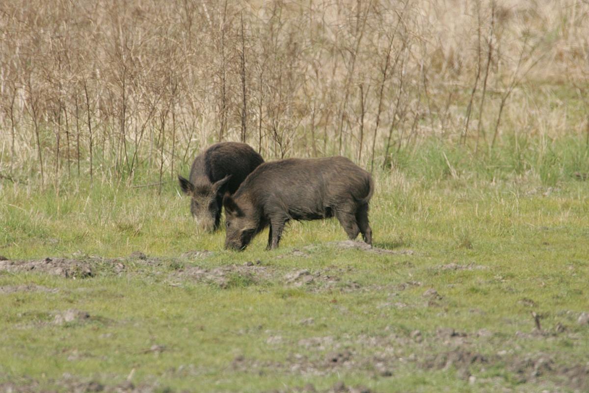 Government agencies seek to stamp out WV’s feral hogs | Outdoor ...