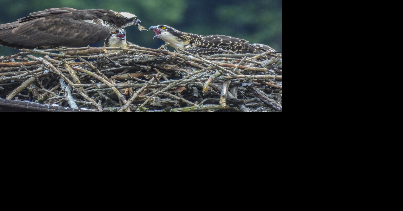 PHOTOS: Osprey hatchlings nearly ready to fly the coop | News ...