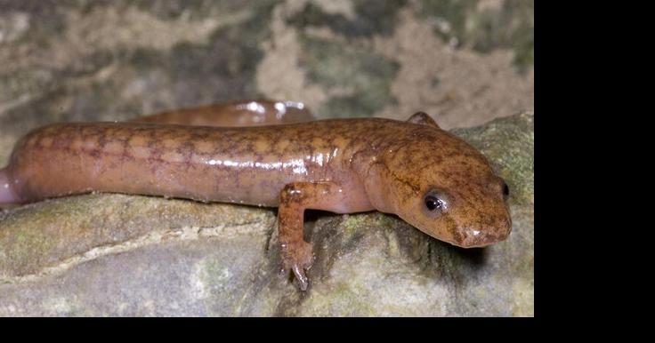 WV salamander: Greenbrier cave amphibian endangered species | News ...