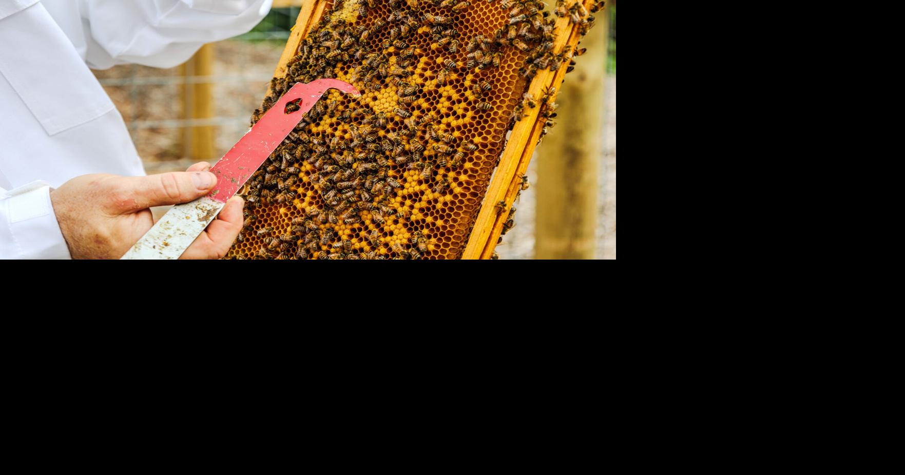 Beehives, teaching apiary featured Community Center in Nitro ...