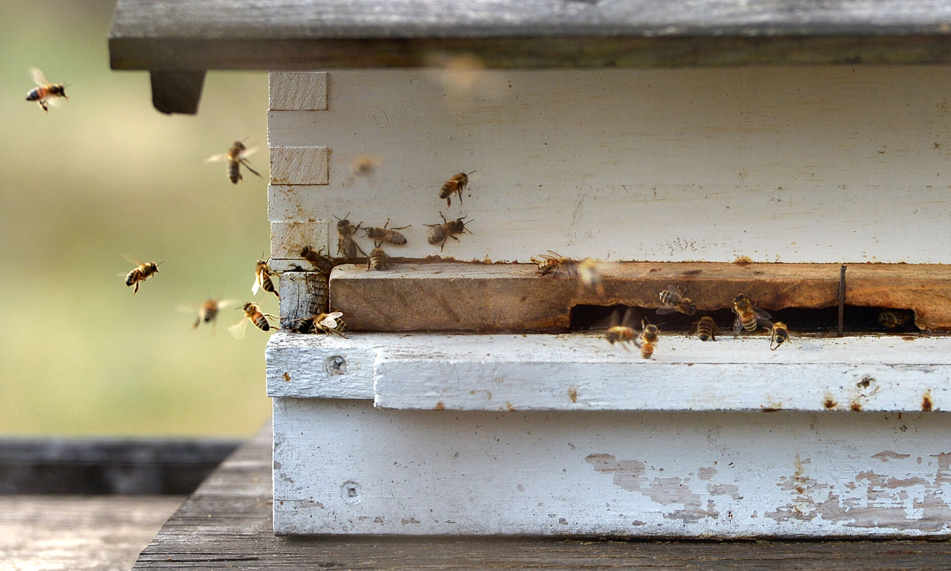 ICA rules for South Charleston WV in beekeeping lawsuit | Legal Affairs ...
