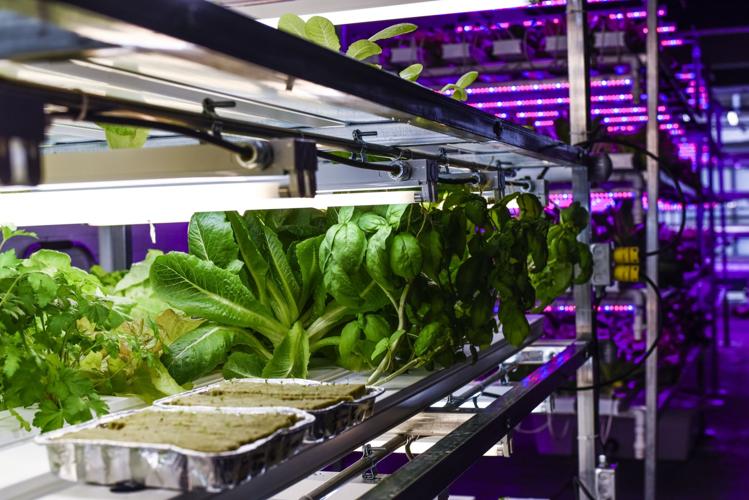 John Casto's hydroponic lettuce | News | wvgazettemail.com