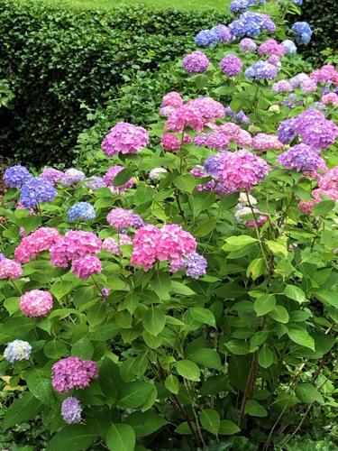 Good 2 Grow: A rare full moon and other blues for your garden | Life ...