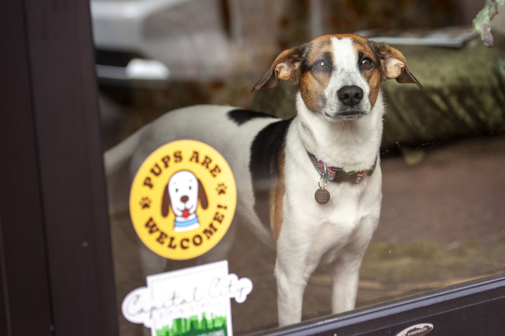 Shop dogs in Charleston WV greet patrons, play catch | Business ...