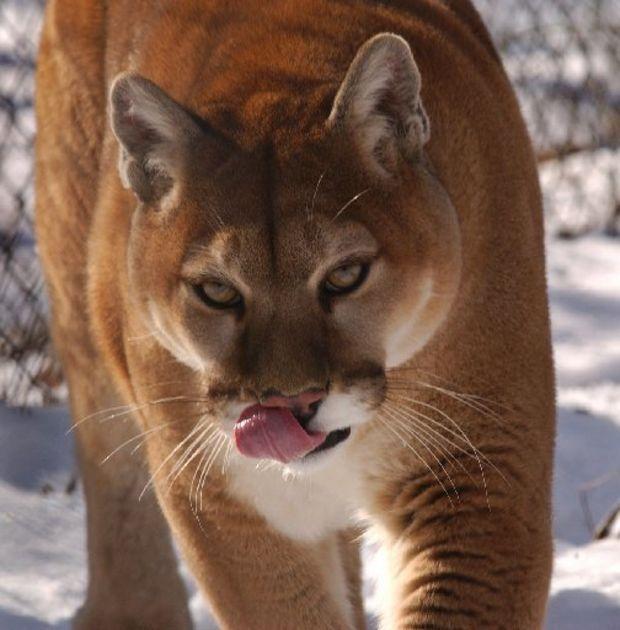 Eastern cougars extinct, not endangered, U.S. Fish and Wildlife Service ...