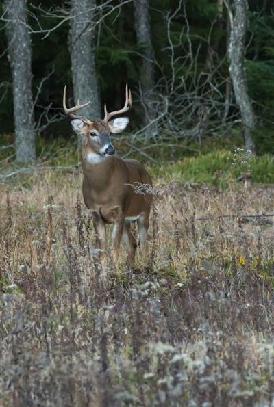 Which WV deer-hunting counties can truly be considered 'the best ...