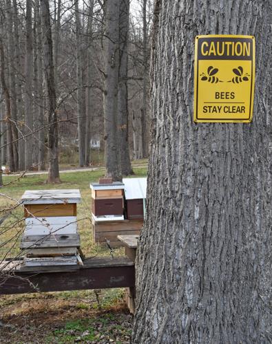 Intermediate Court appealed over South Charleston's bee law | Kanawha ...