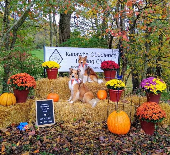 FAST CAT canine competition coming to Dunbar | Metro Kanawha ...