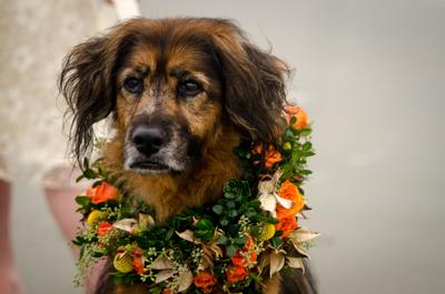 Laws For Paws: Are pets gaining personhood status? | Life & Arts ...