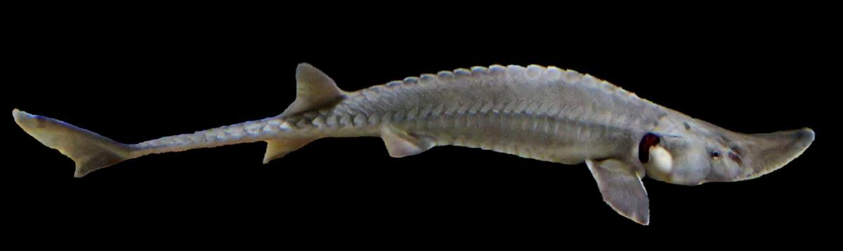 Hatchery issues force WV DNR to halt paddlefish, sturgeon stockings ...