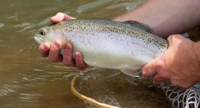 WV DNR ready to start January trout stockings | Outdoor Pursuits ...